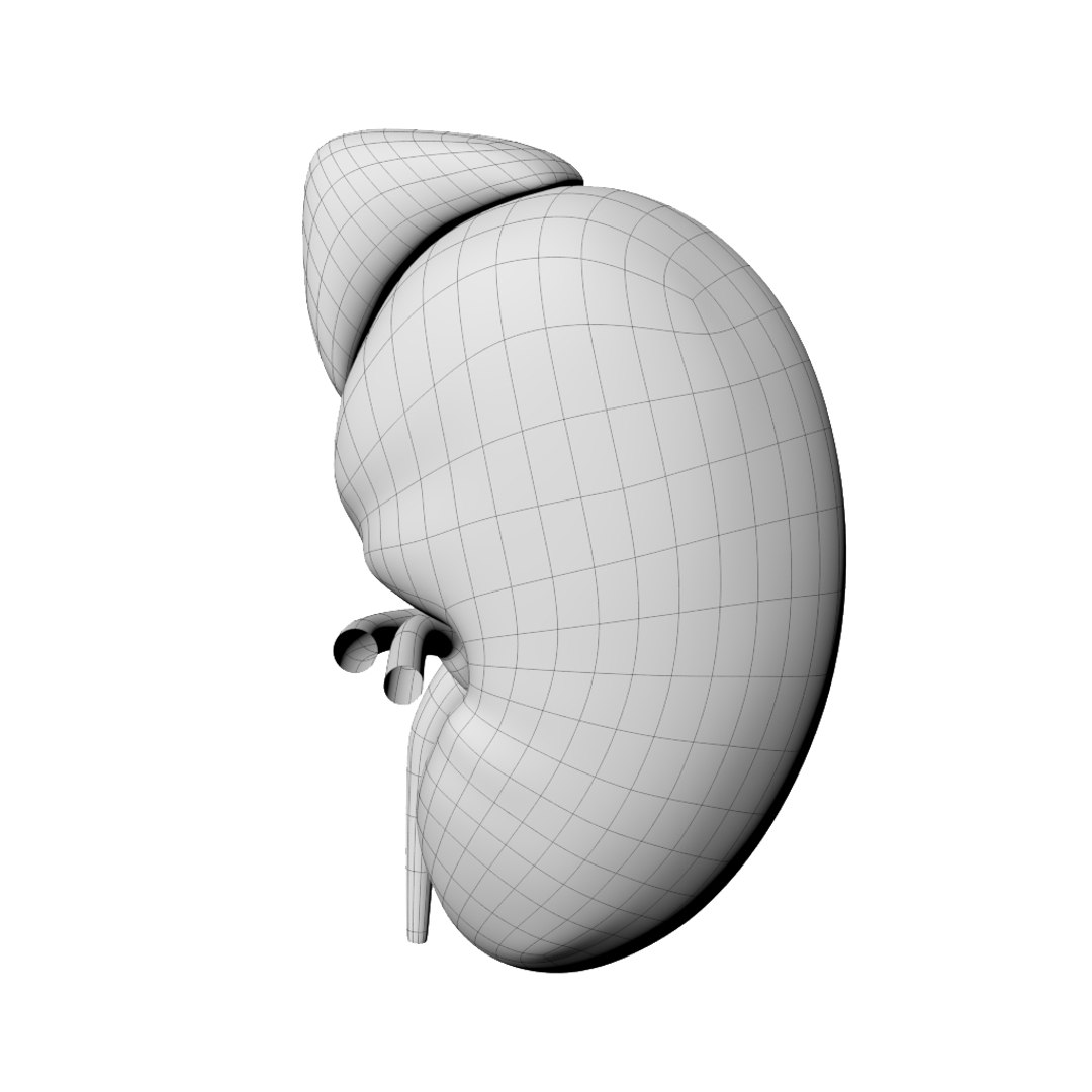 3D Human Kidney Dissection Model - TurboSquid 1367462