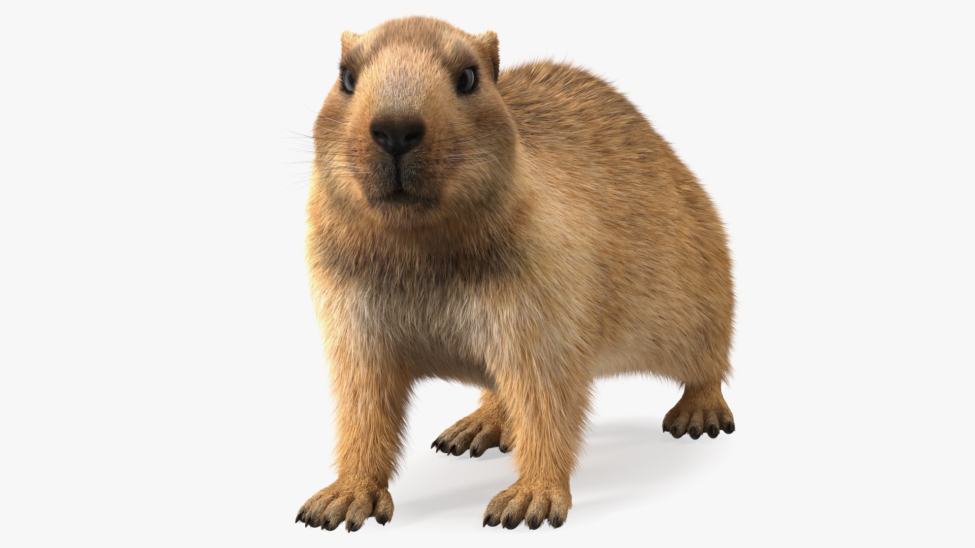 3D Alpine Marmot Fur - TurboSquid 1964248