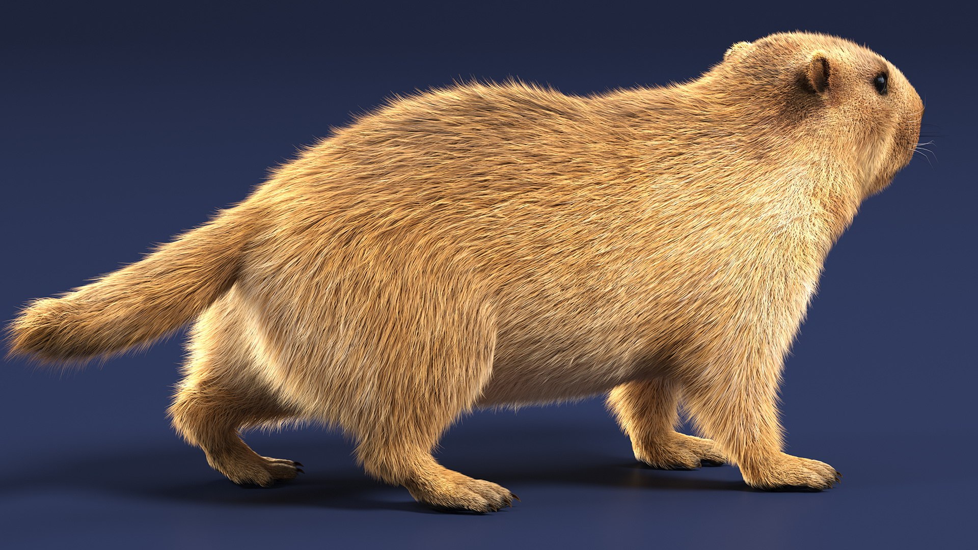 3D Alpine Marmot Fur - TurboSquid 1964248
