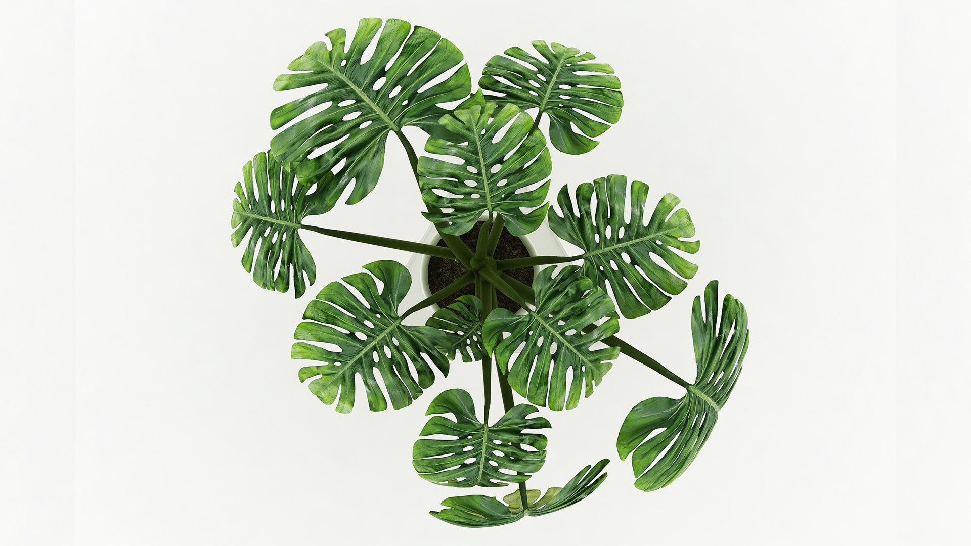Monstera Plants model - TurboSquid 2021229