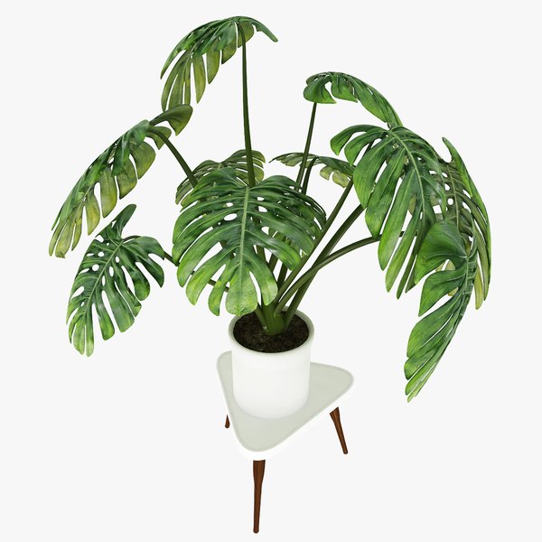 Monstera Plants 3D 모델 - TurboSquid 2021229