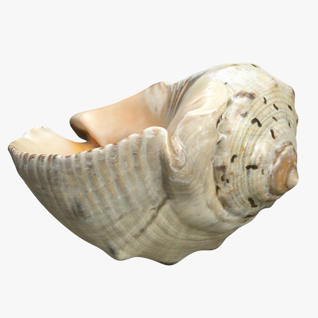 3D Sea shell 4 - TurboSquid 1792637
