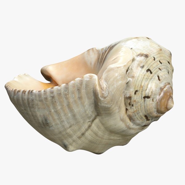 3d seashell realistic model