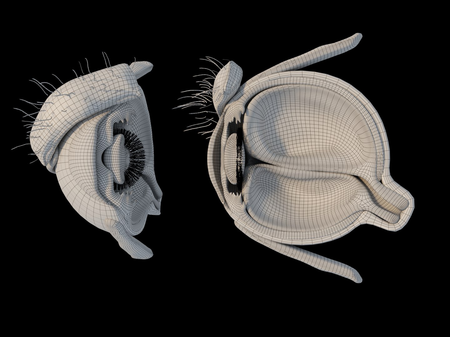3D Model Eye Model - TurboSquid 2394778