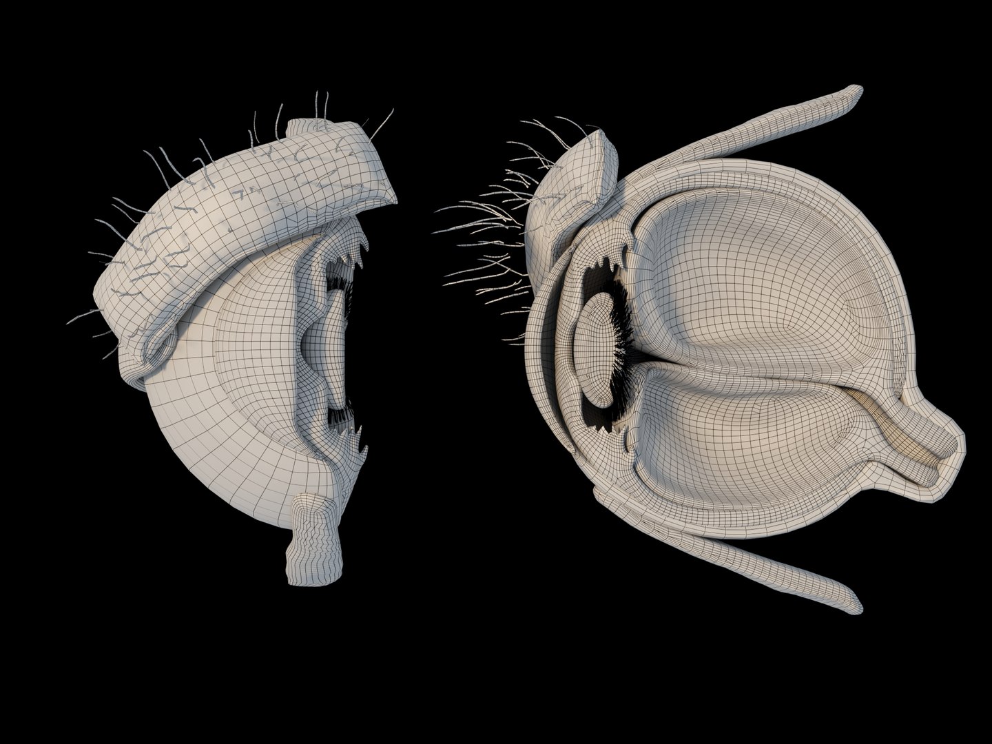 3D Model Eye Model - TurboSquid 2394778