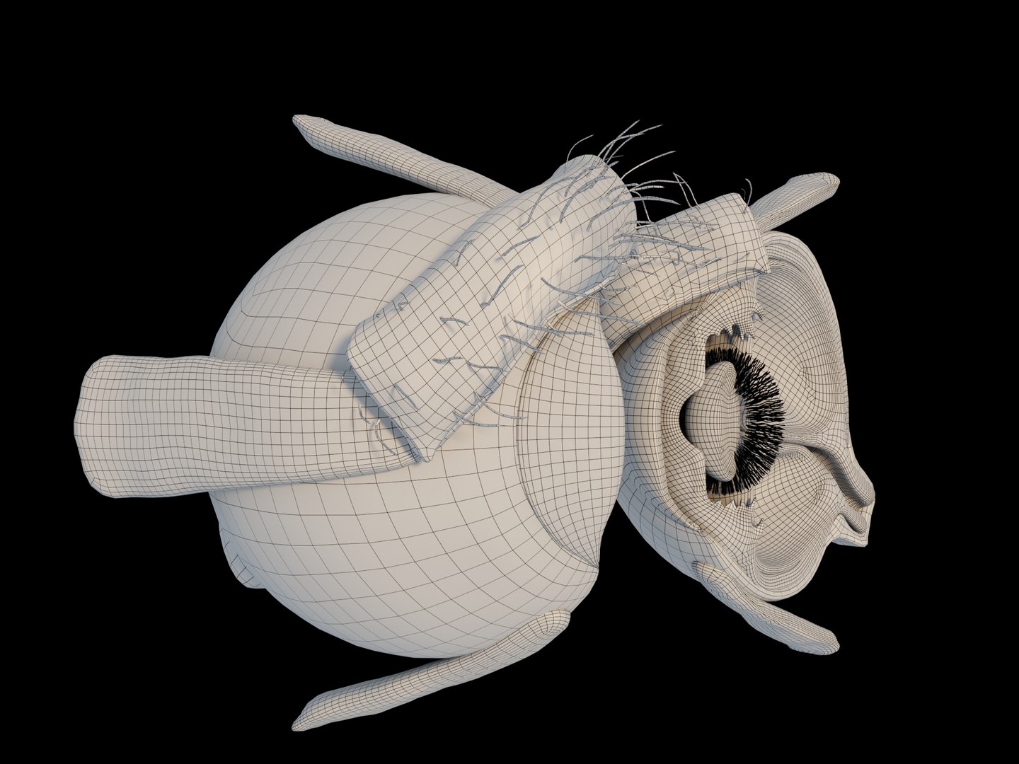 3D Model Eye Model - TurboSquid 2394778