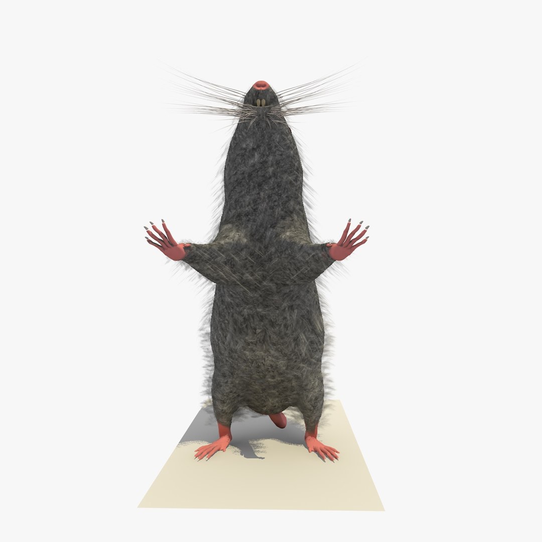3d Grey Mouse Rat Standing Model
