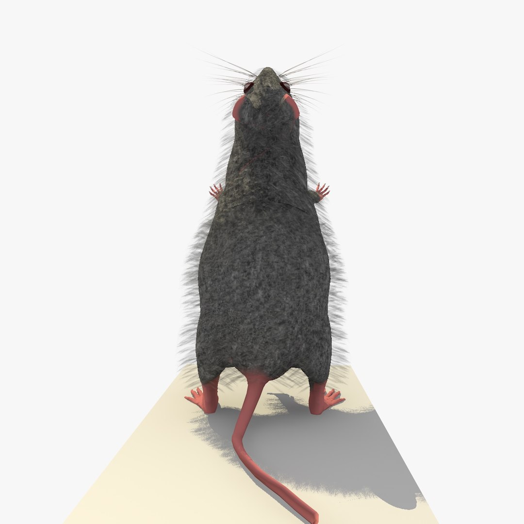 3d Grey Mouse Rat Standing Model