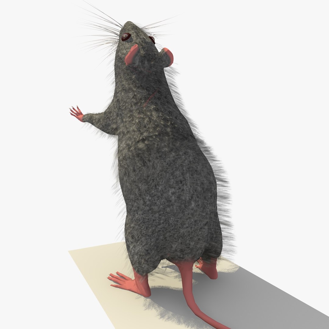 3d Grey Mouse Rat Standing Model