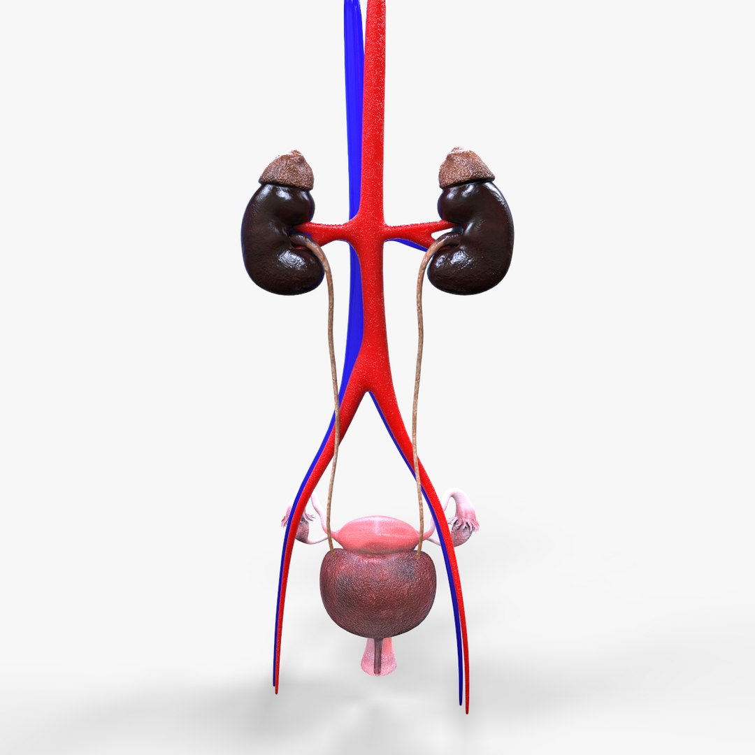 Urinary Organs 3D Model - TurboSquid 1539166