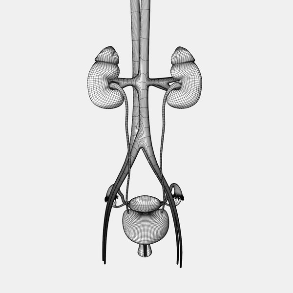 Urinary organs 3D model - TurboSquid 1539166