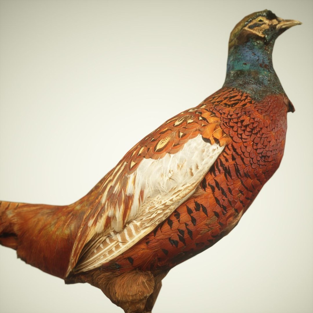 Animal Digital Photogrammetry 3D - TurboSquid 1162986
