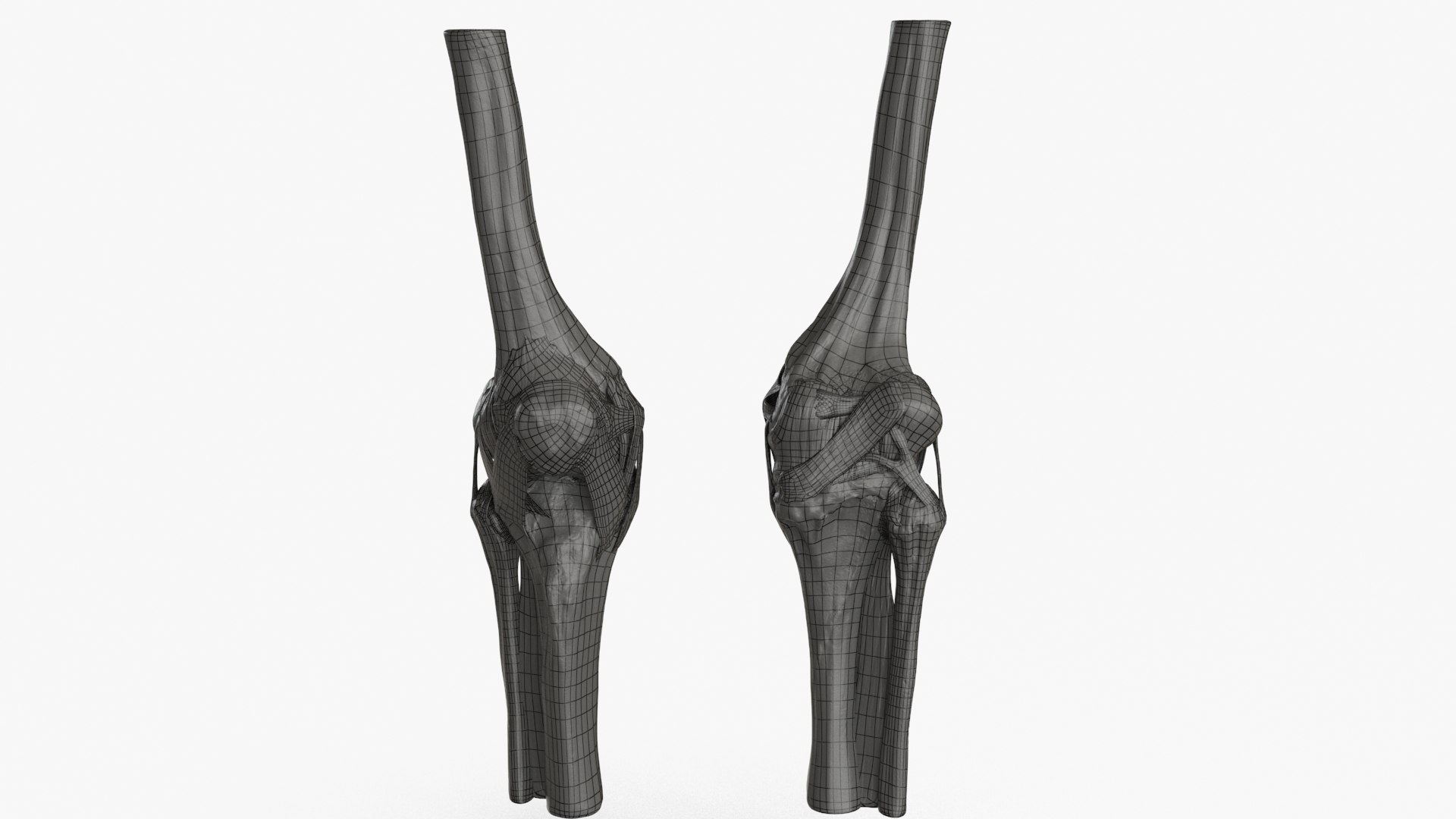 3D Human Knee Bones And Bundles - TurboSquid 1956800