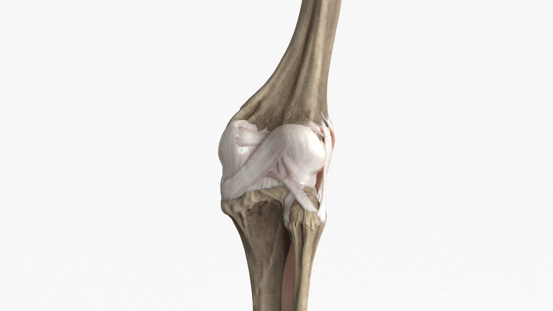 3D Human Knee Bones And Bundles - TurboSquid 1956800