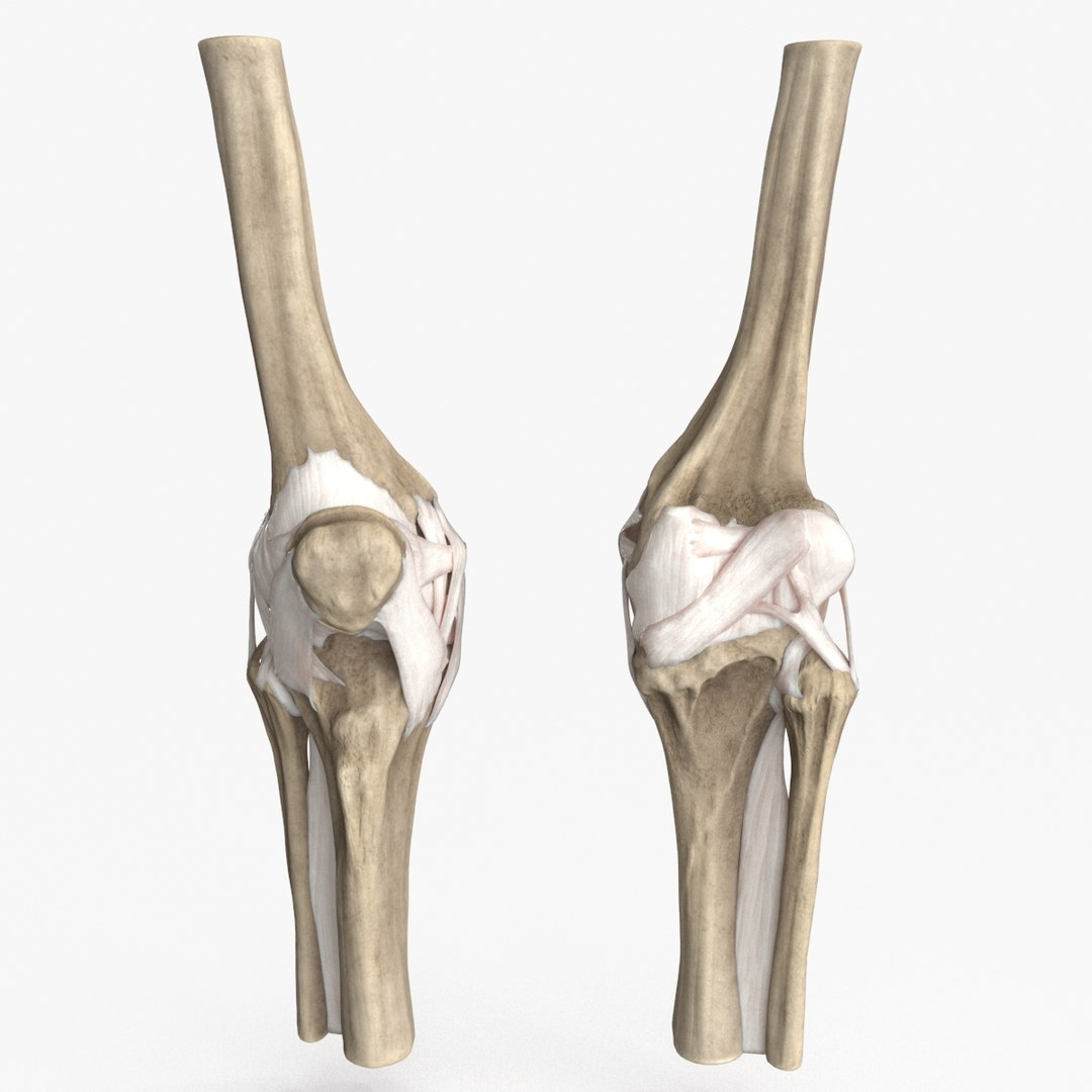 3D Human Knee Bones And Bundles - TurboSquid 1956800