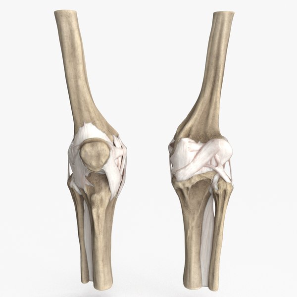 3D Human Knee Bones and Bundles - TurboSquid 1956800