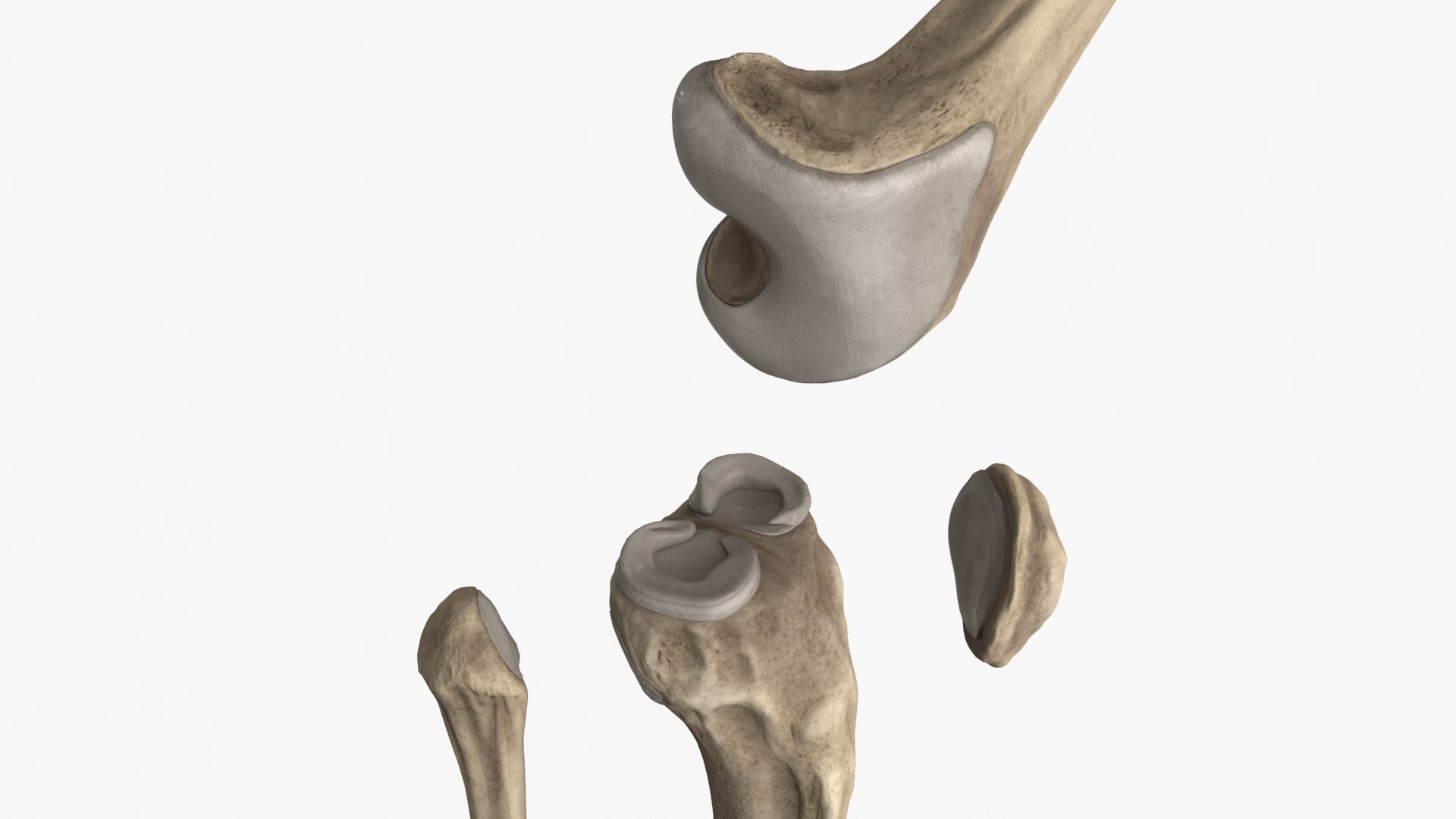 3D Human Knee Bones And Bundles - TurboSquid 1956800