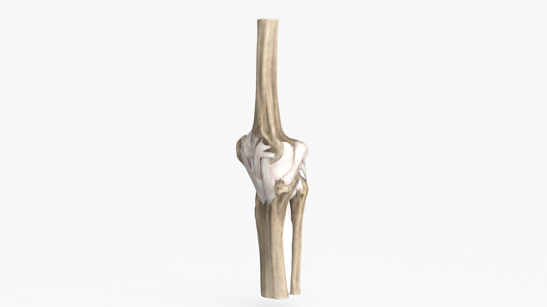 3D Human Knee Bones And Bundles - TurboSquid 1956800
