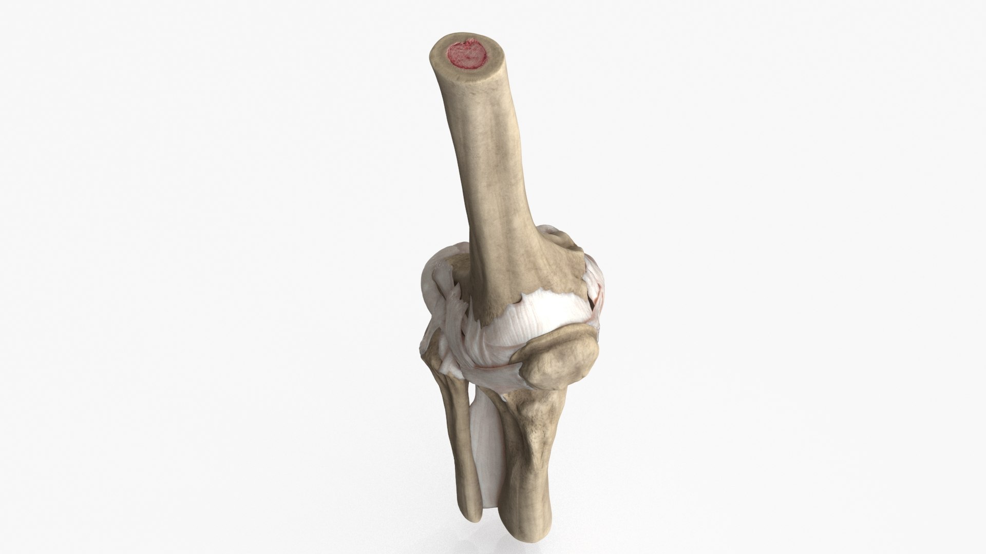 3D Human Knee Bones And Bundles - TurboSquid 1956800