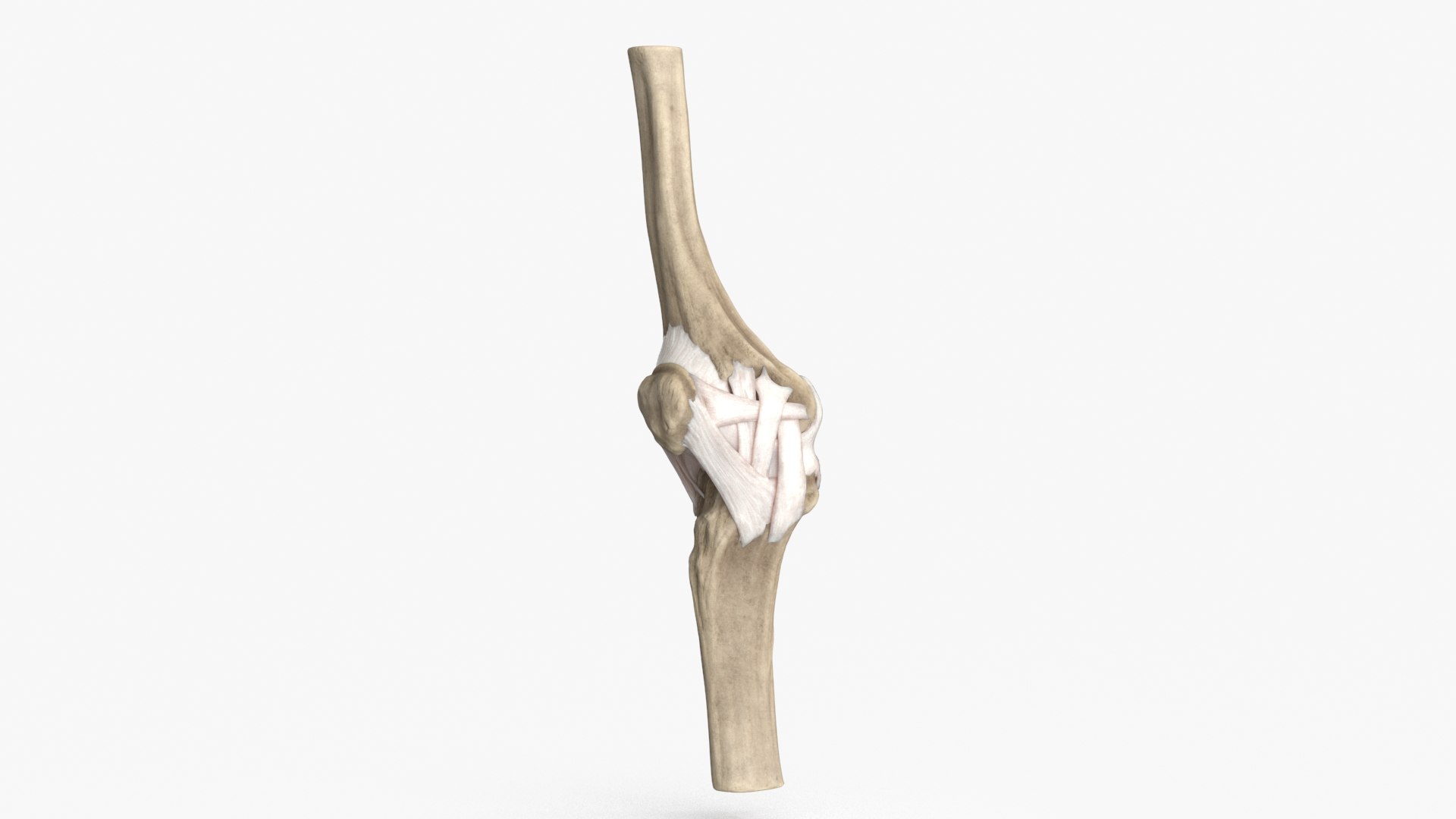 3D Human Knee Bones And Bundles - TurboSquid 1956800