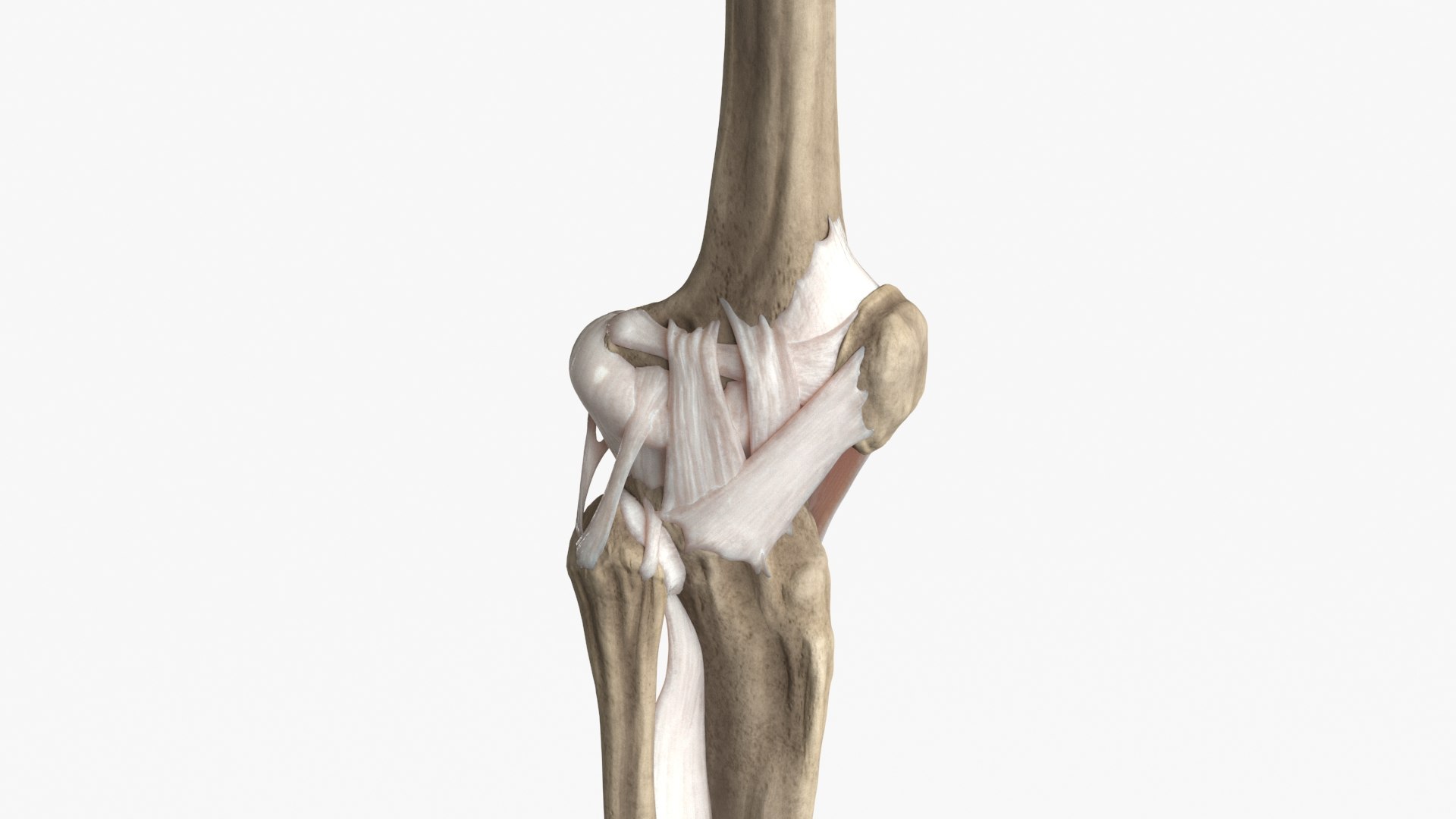 3D Human Knee Bones And Bundles - TurboSquid 1956800