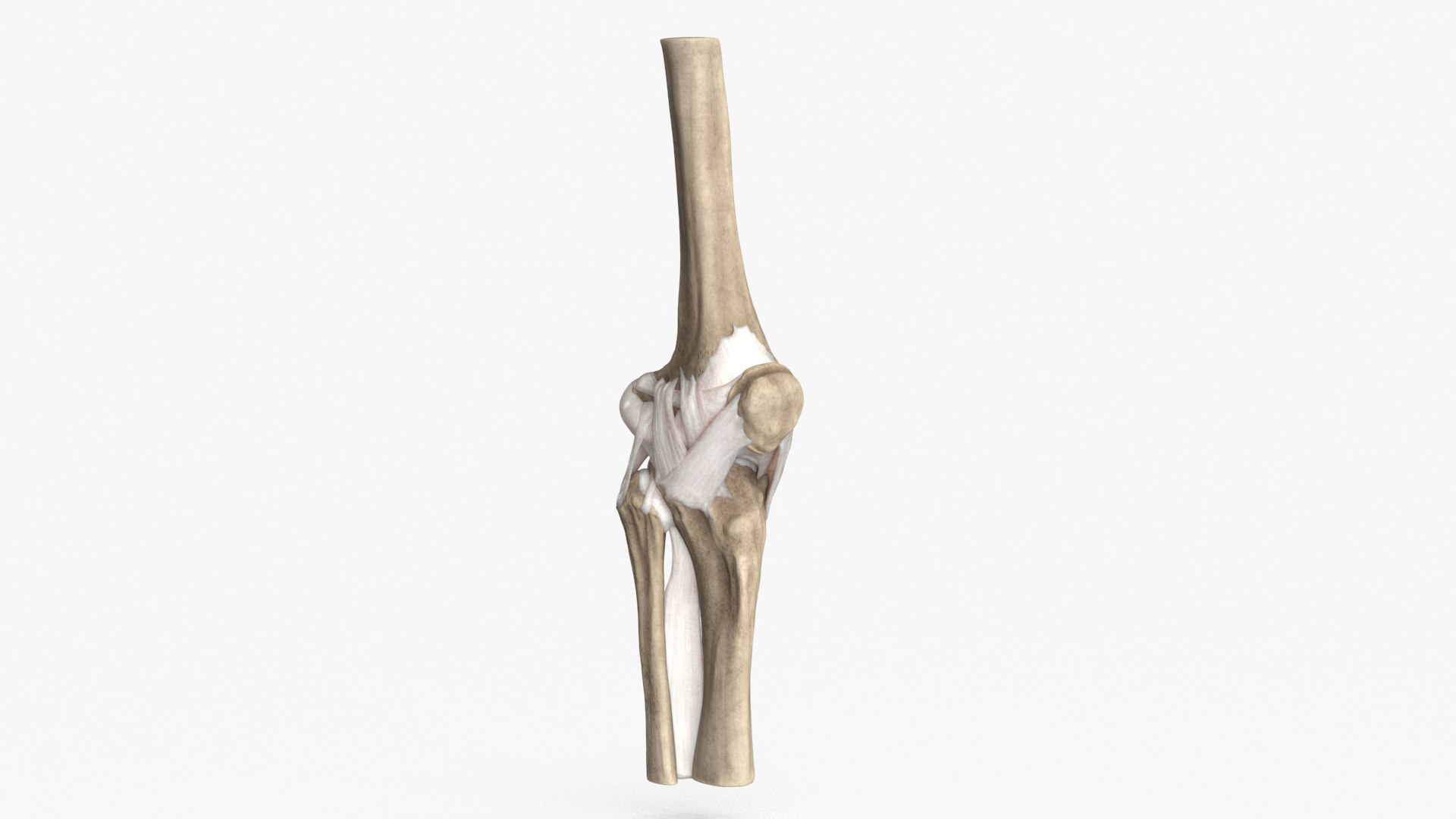3D Human Knee Bones And Bundles - TurboSquid 1956800