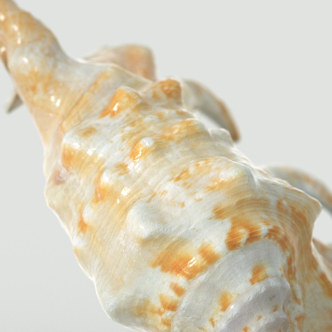 3d Lambis Scorpius Strombidae