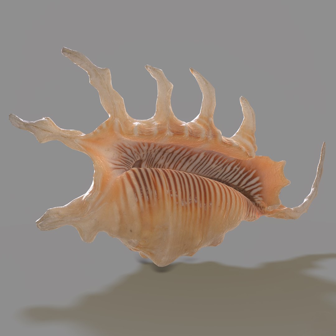 3d Lambis Scorpius Strombidae
