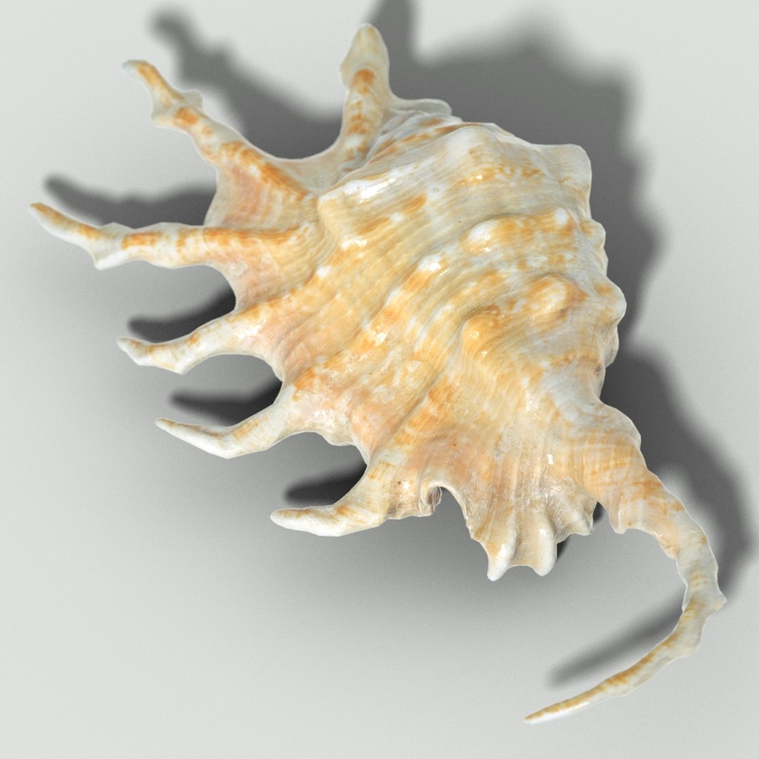 3d Lambis Scorpius Strombidae