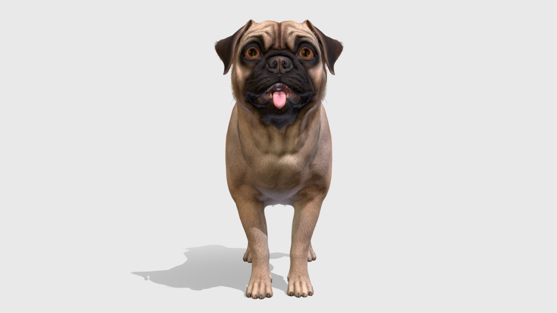 3D Dog - Pug - TurboSquid 1933714