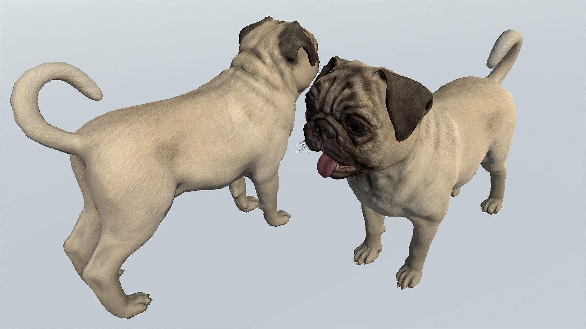 3D Dog - Pug - TurboSquid 1933714