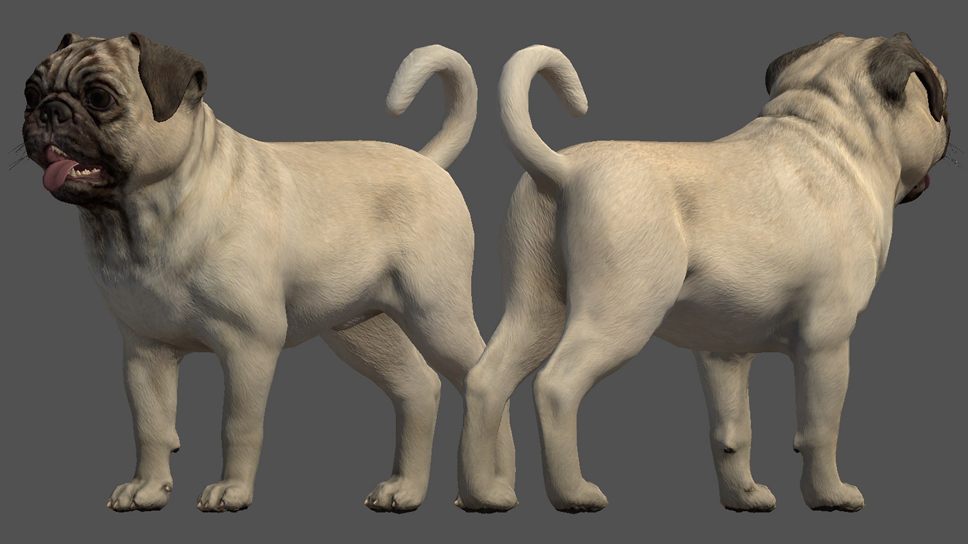 3D Dog - Pug - TurboSquid 1933714