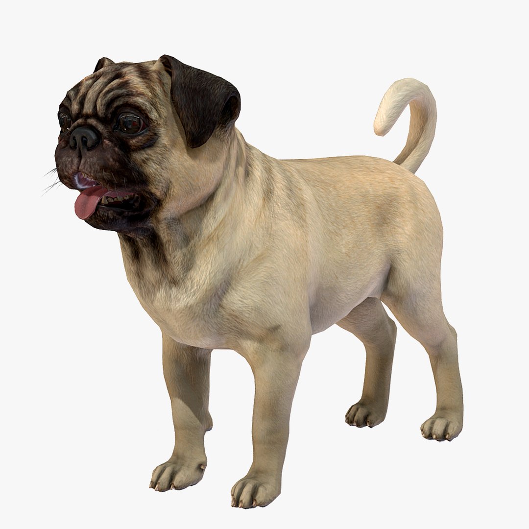 3D Dog - Pug - TurboSquid 1933714