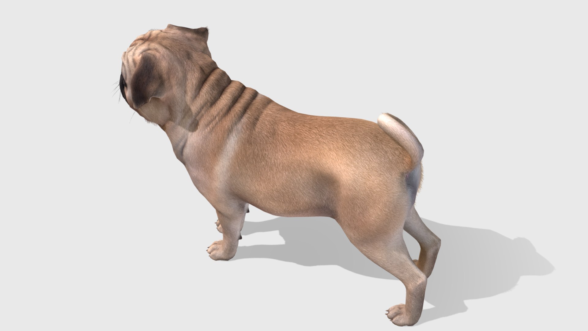 3D Dog - Pug - TurboSquid 1933714