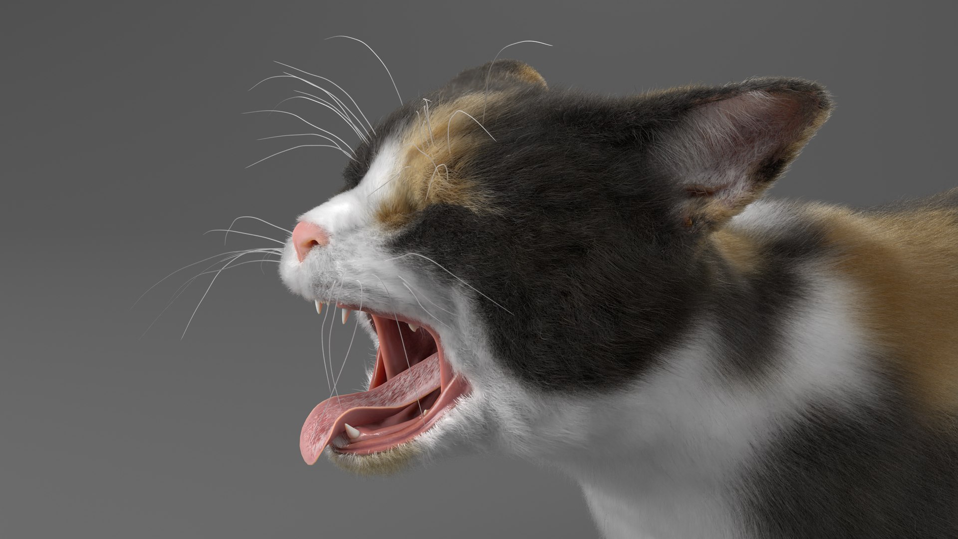 Cat Calico ANIMATED 3D Model - TurboSquid 2043306
