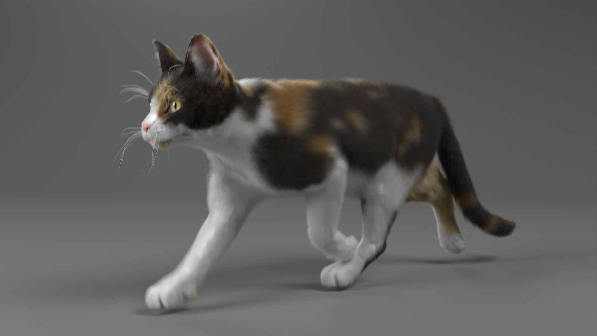 Cat Calico ANIMATED 3D Model - TurboSquid 2043306