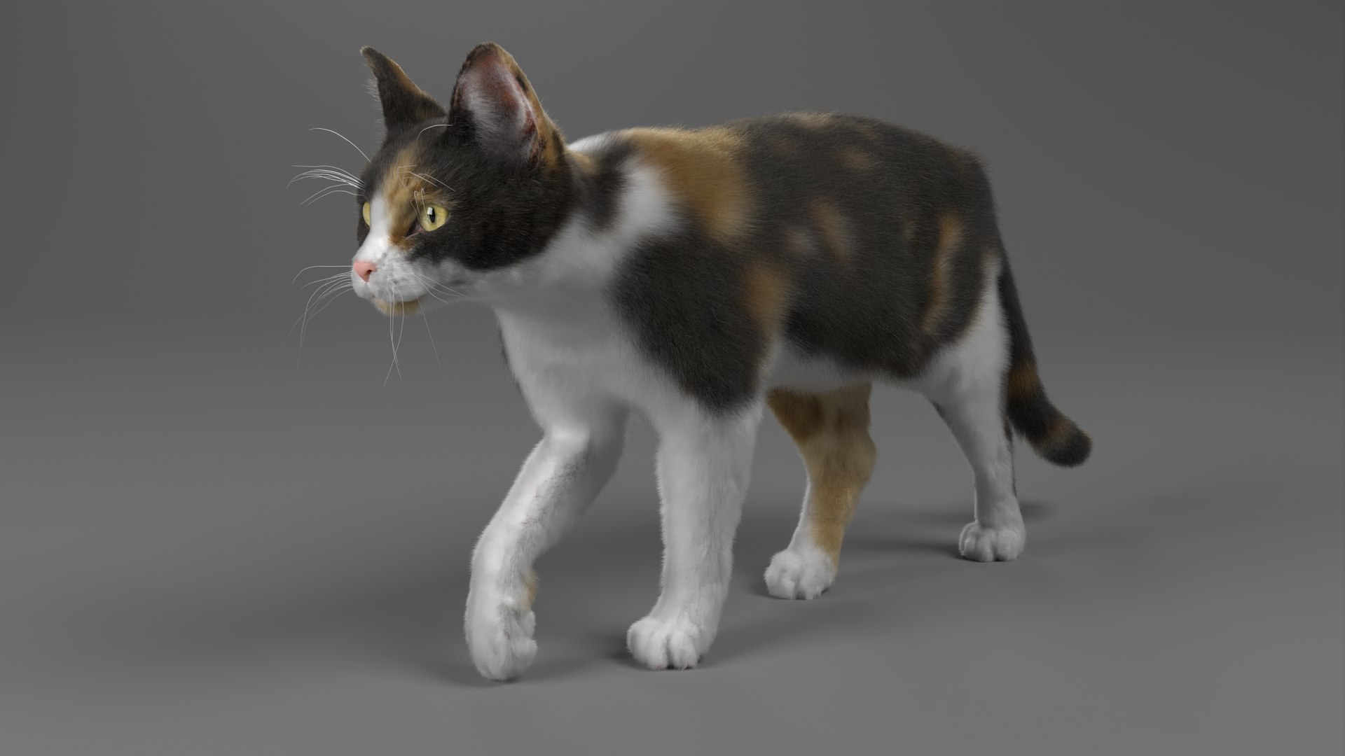 Cat Calico ANIMATED 3D Model - TurboSquid 2043306
