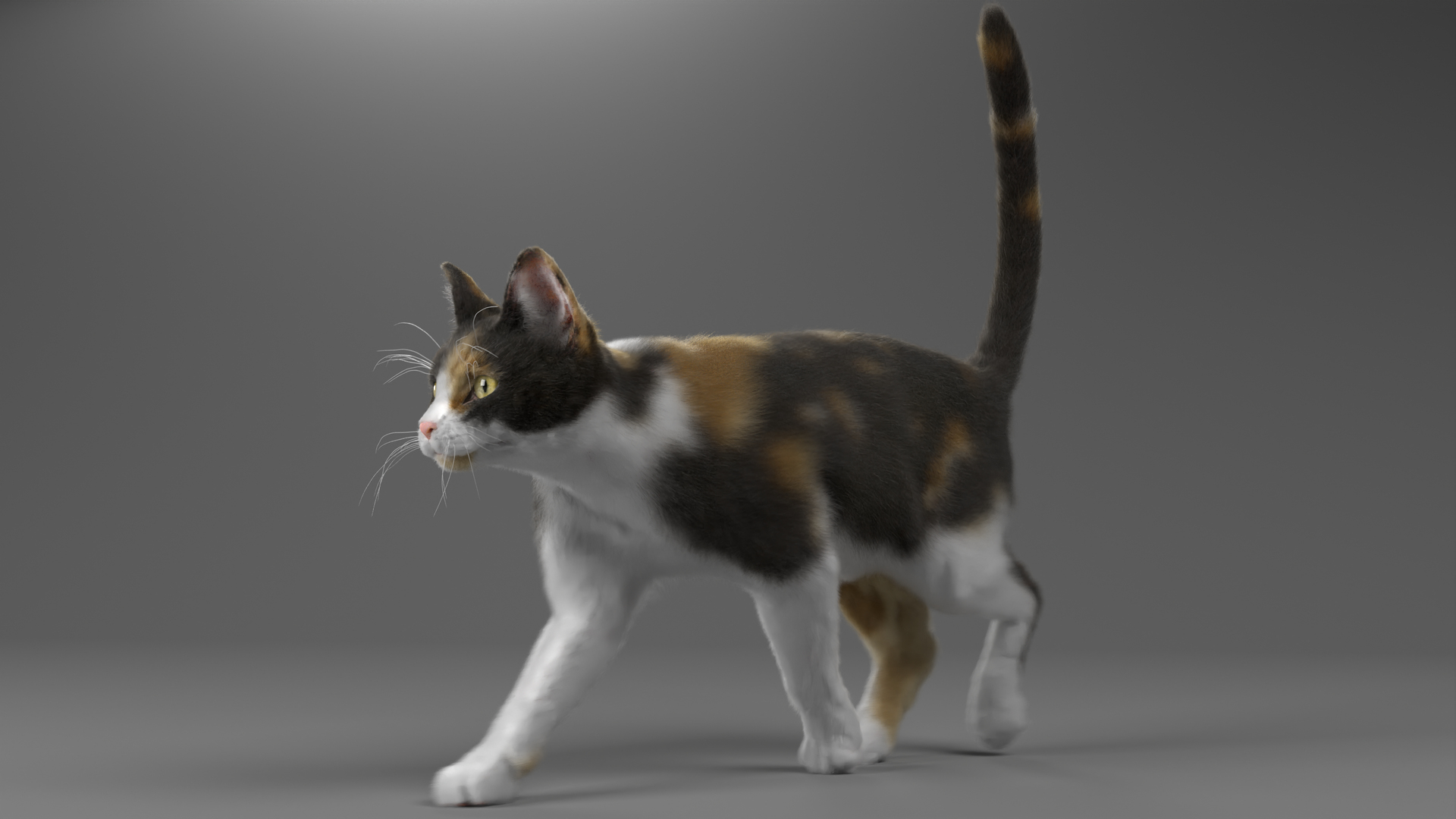 Cat Calico ANIMATED 3D Model - TurboSquid 2043306