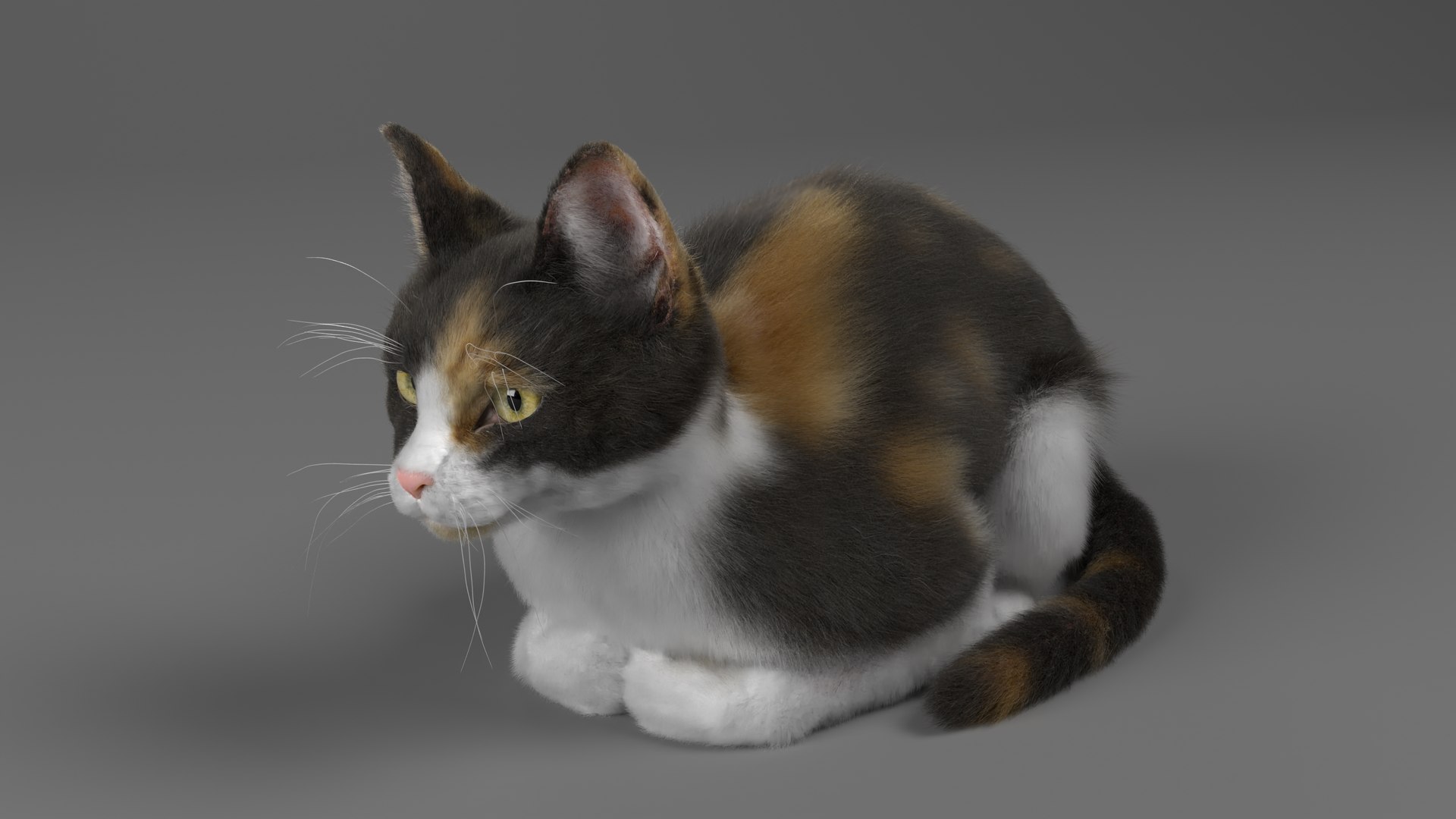 Cat Calico ANIMATED 3D Model - TurboSquid 2043306