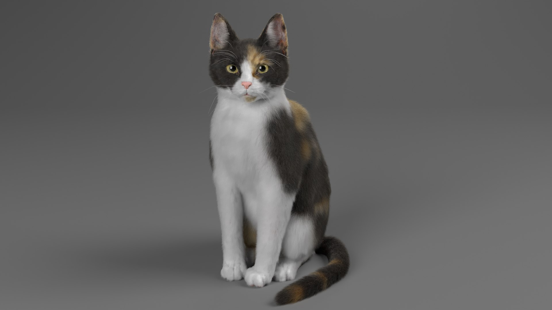 Cat Calico ANIMATED 3D Model - TurboSquid 2043306