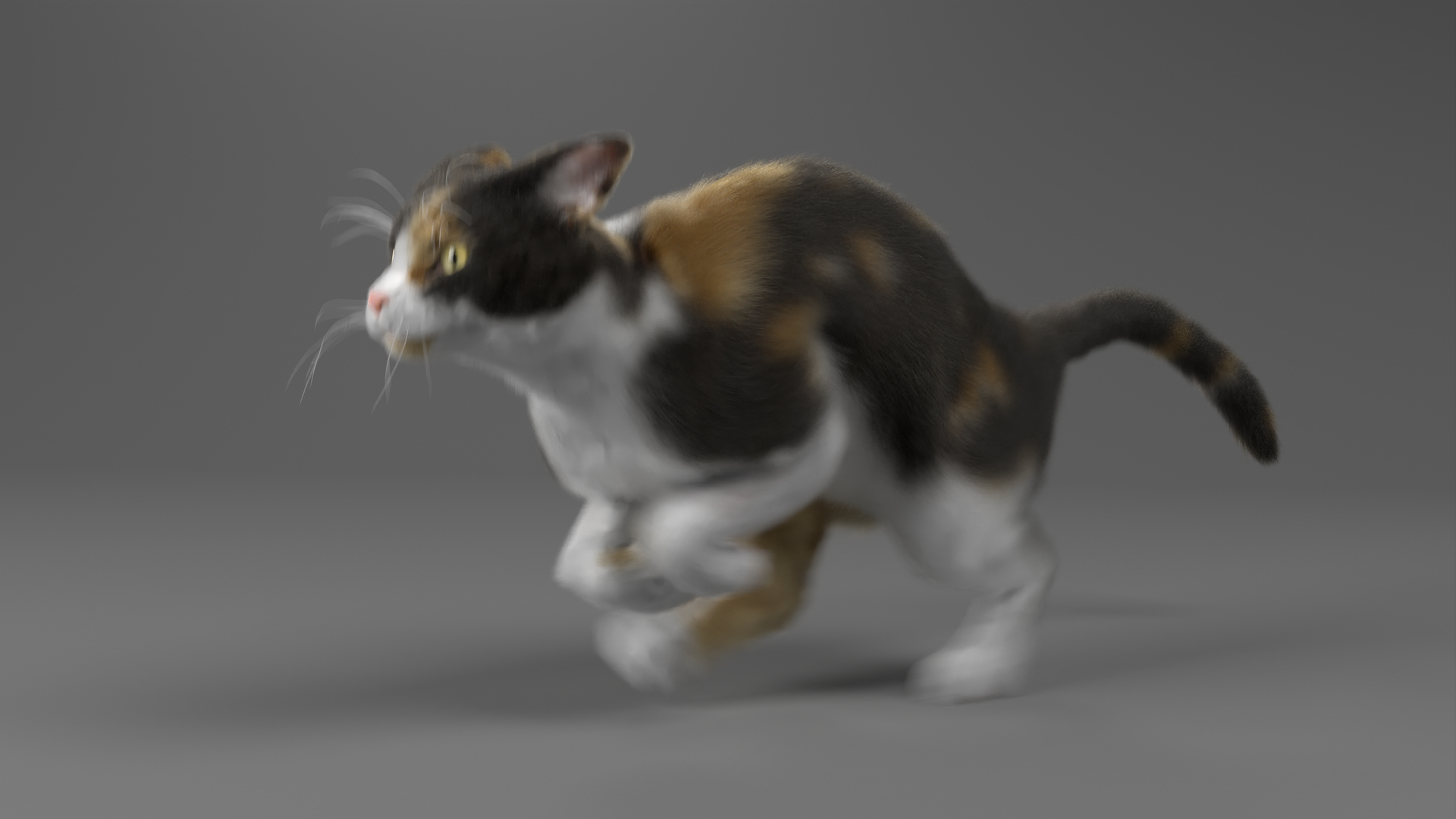 Cat Calico ANIMATED 3D Model - TurboSquid 2043306