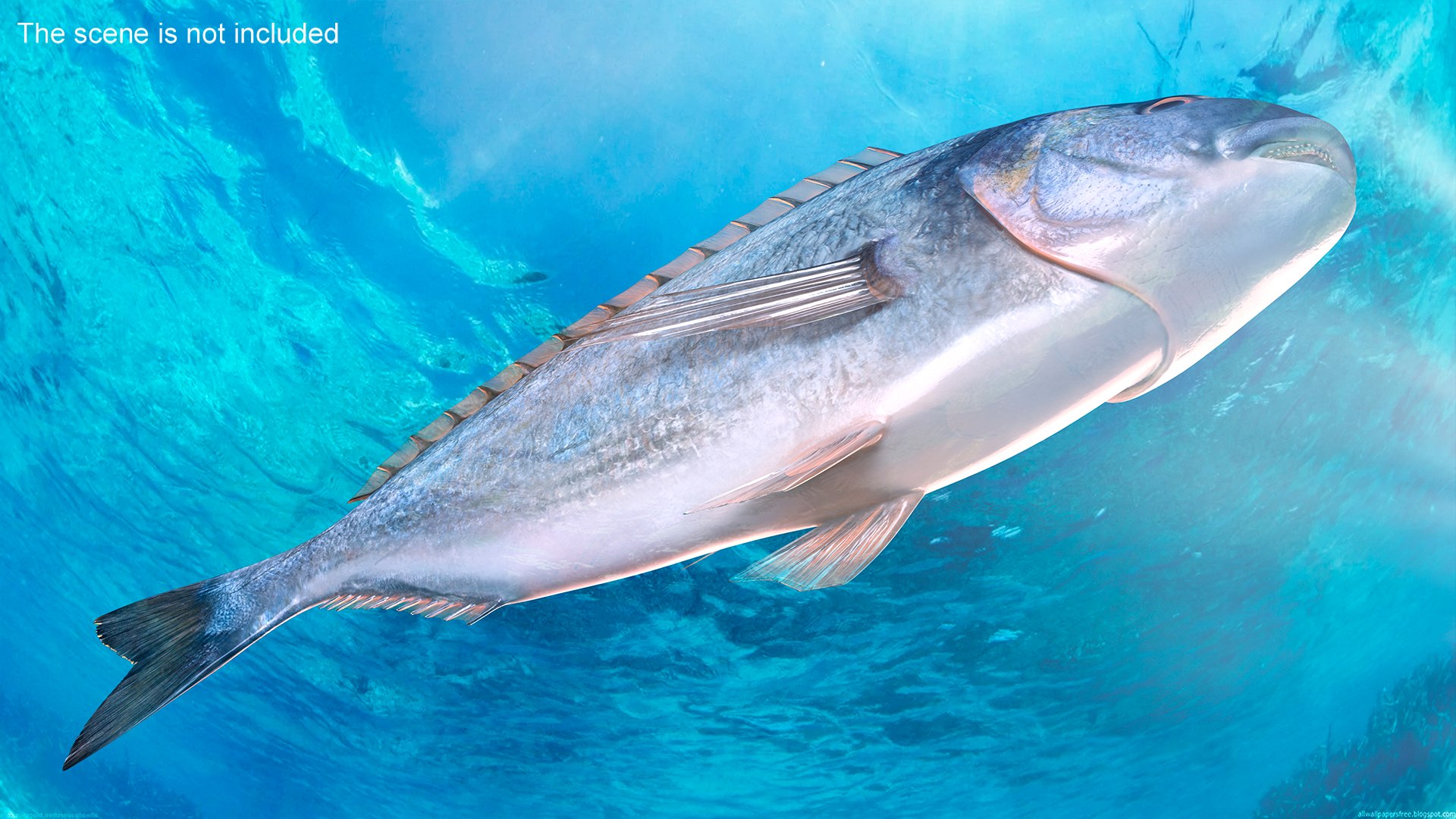 3D Sparus Aurata - TurboSquid 2163636