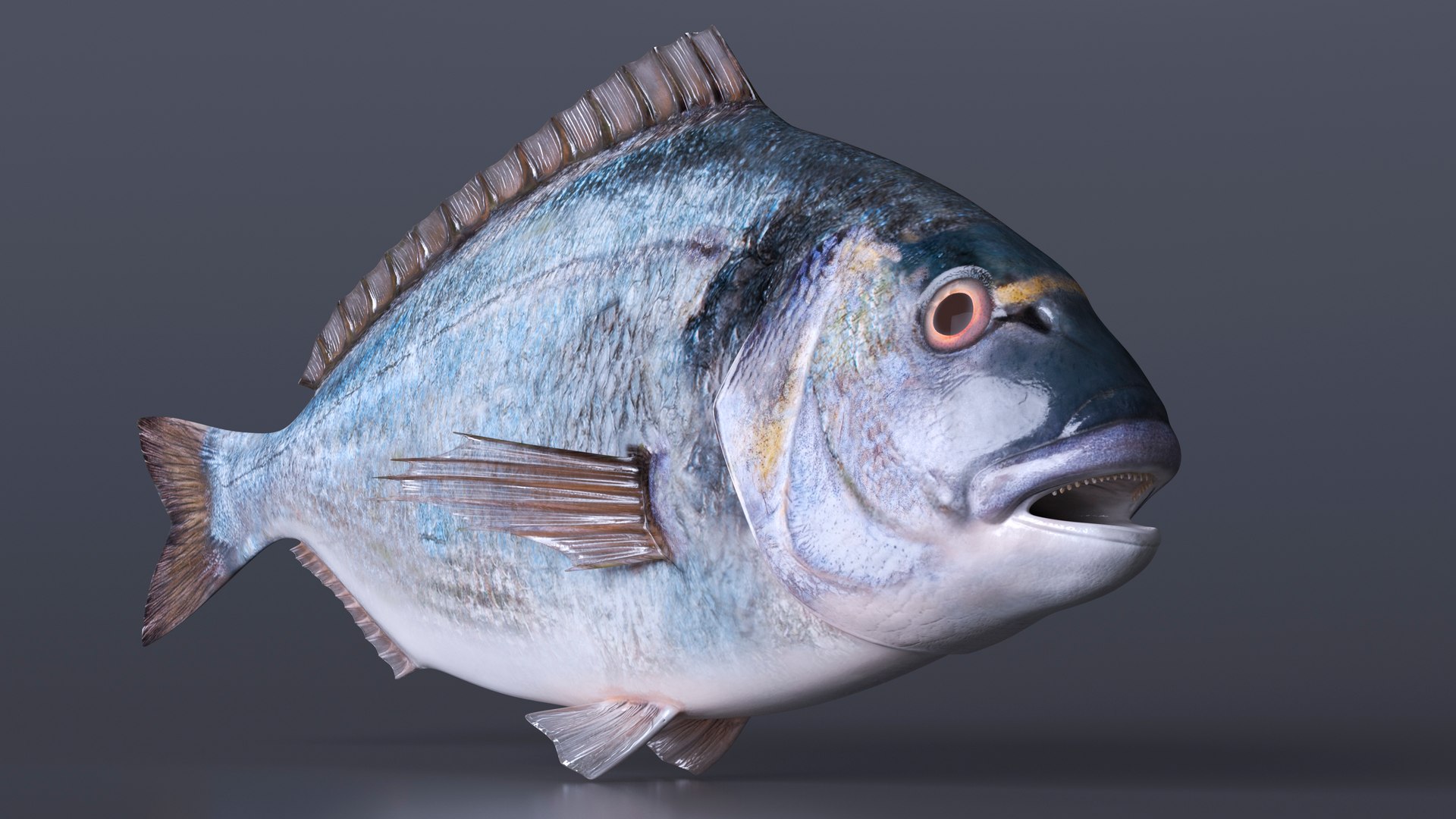 3D Sparus Aurata - TurboSquid 2163636