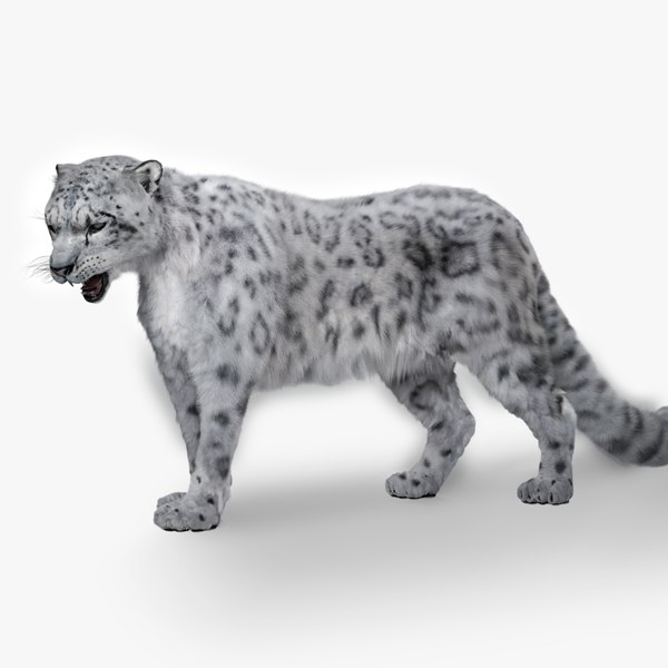 Snow Leopard 3D Models for Download | TurboSquid