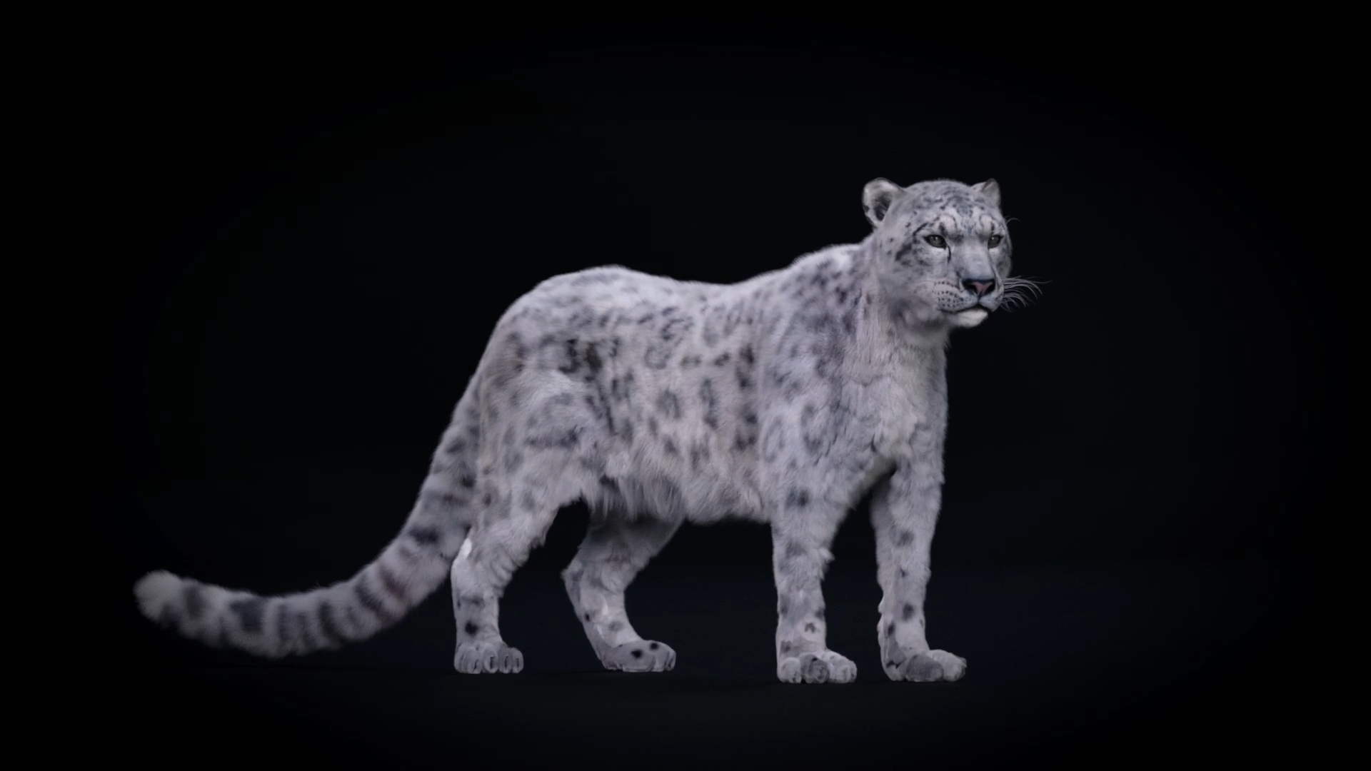 Snow Leopard 3D Model - TurboSquid 2224613