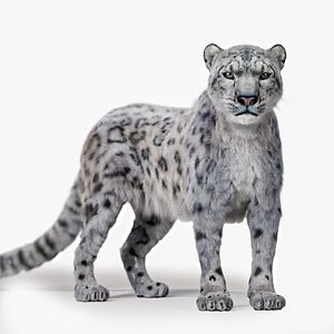 3D Snow Leopard Models - Browse & Download Formats - TurboSquid