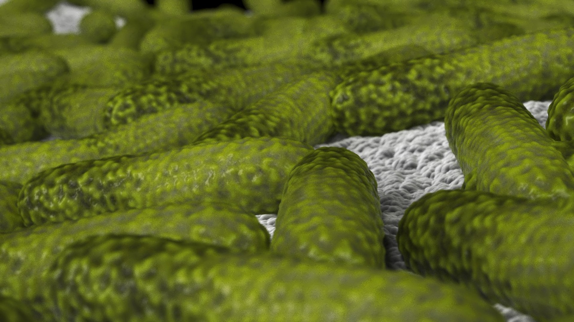 3D model bacteria pack - TurboSquid 1334243