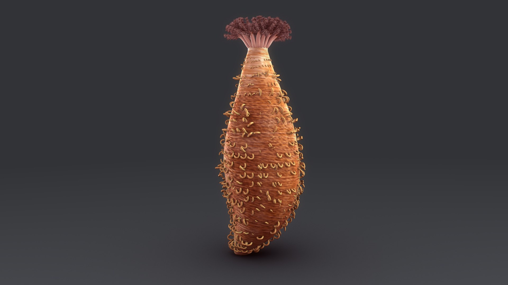 3d Semele Thyone Model