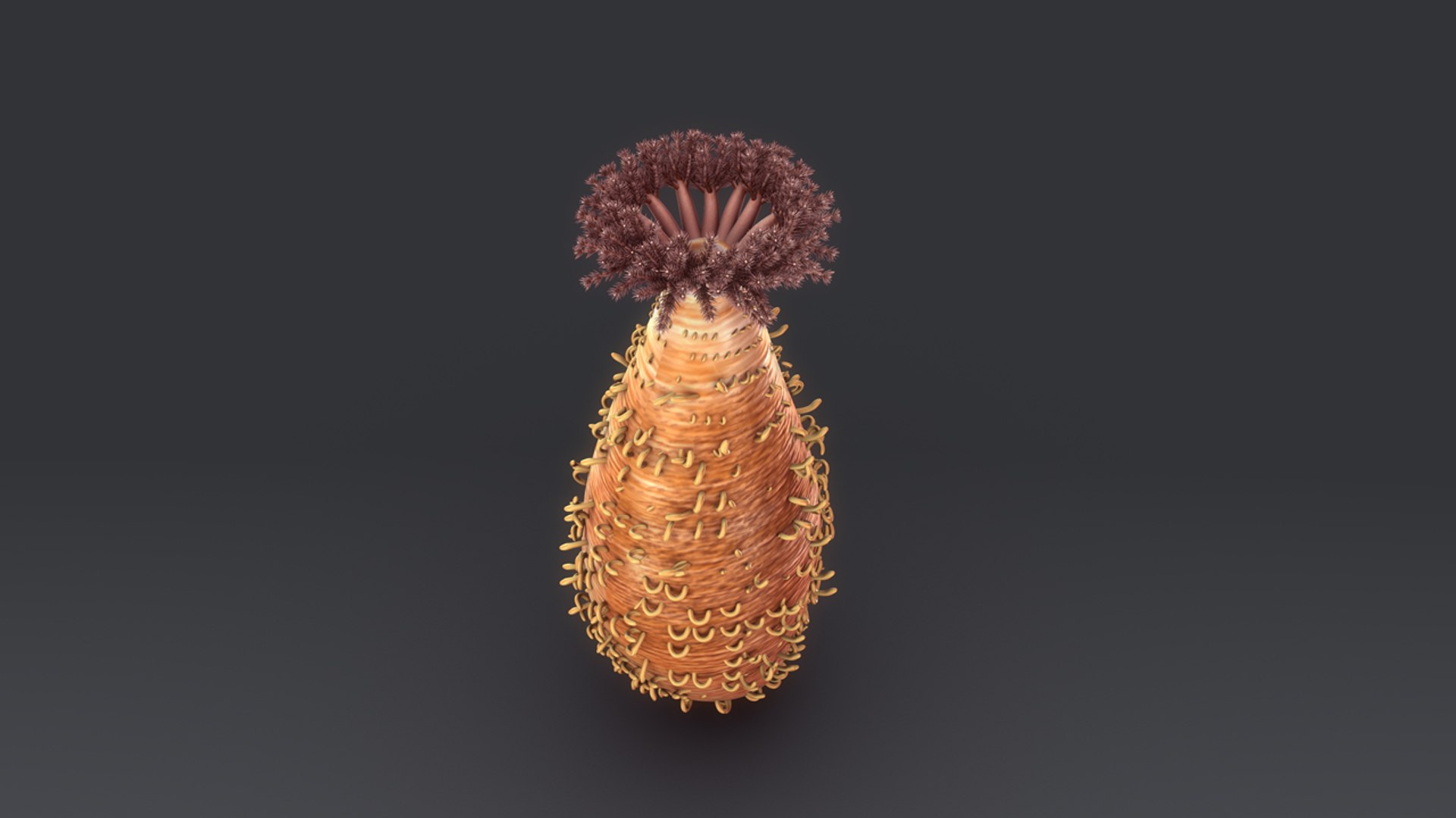 3d Semele Thyone Model