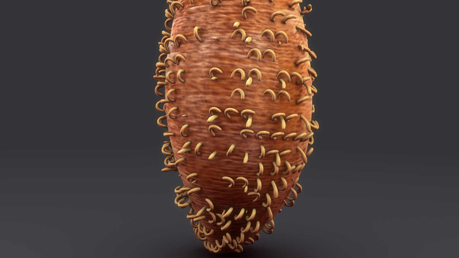 3d Semele Thyone Model